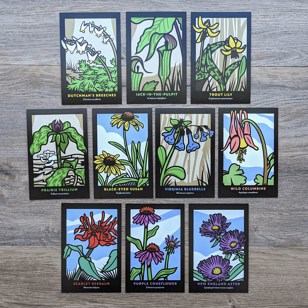 Blue Aster Studio | Nature-themed artwork and gifts